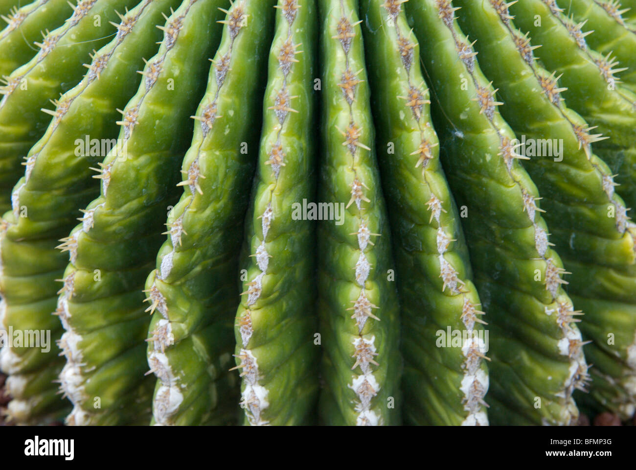 Angiosperm angiosperms biological biology botanical botany color hi-res ...