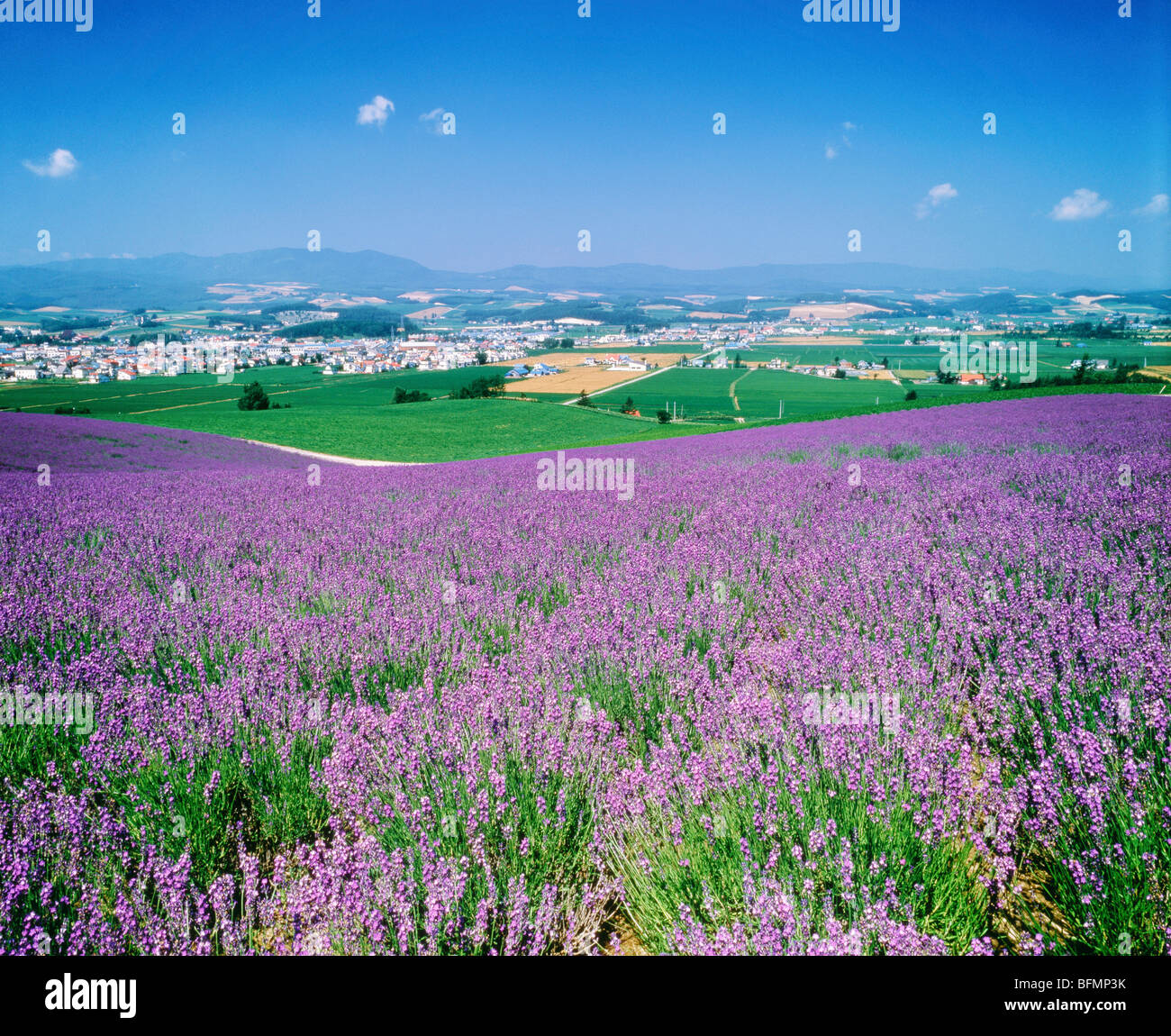 Lavender fields furano hokkaido japan hi-res stock photography and ...