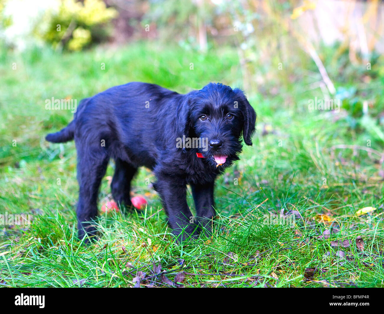 9 week old labradoodle puppy at home in the garden after being taken ...