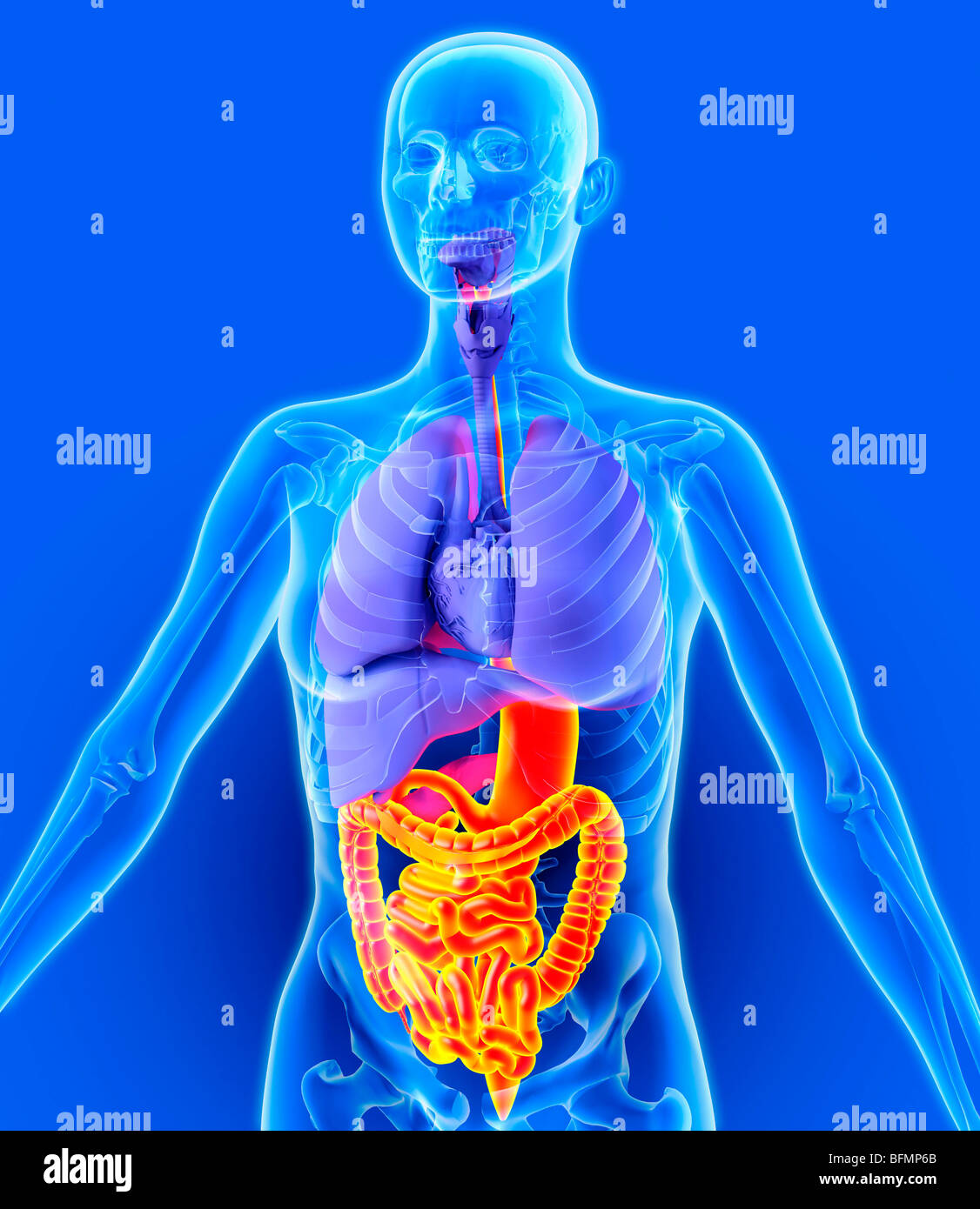Digestive tracts hi-res stock photography and images - Alamy