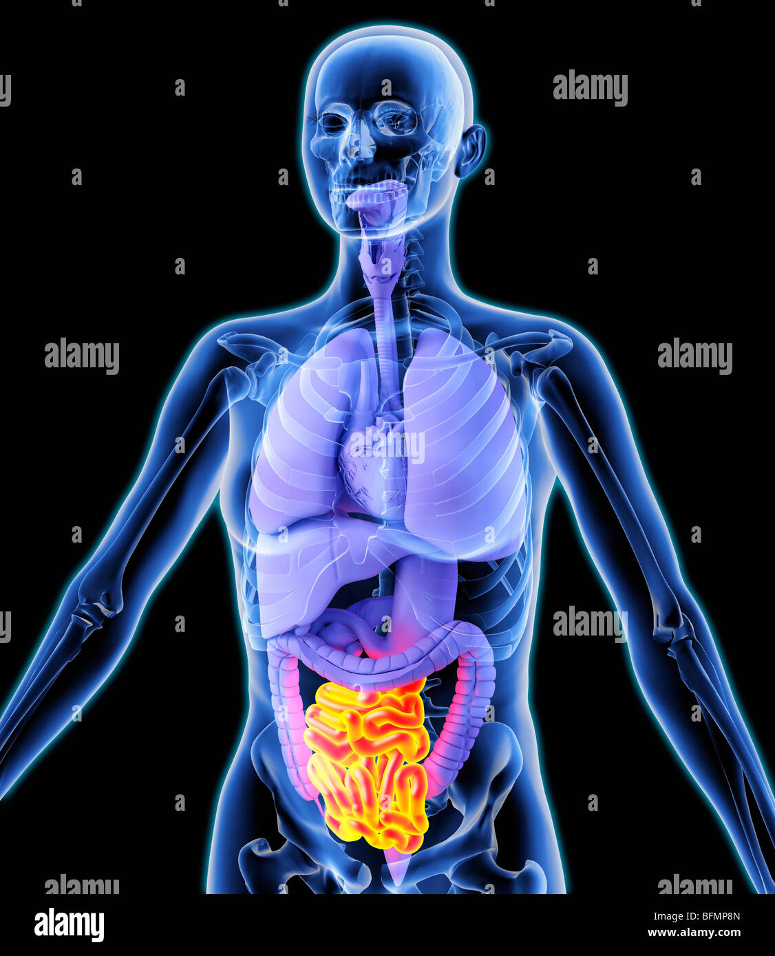 Small intestine, artwork Stock Photo - Alamy