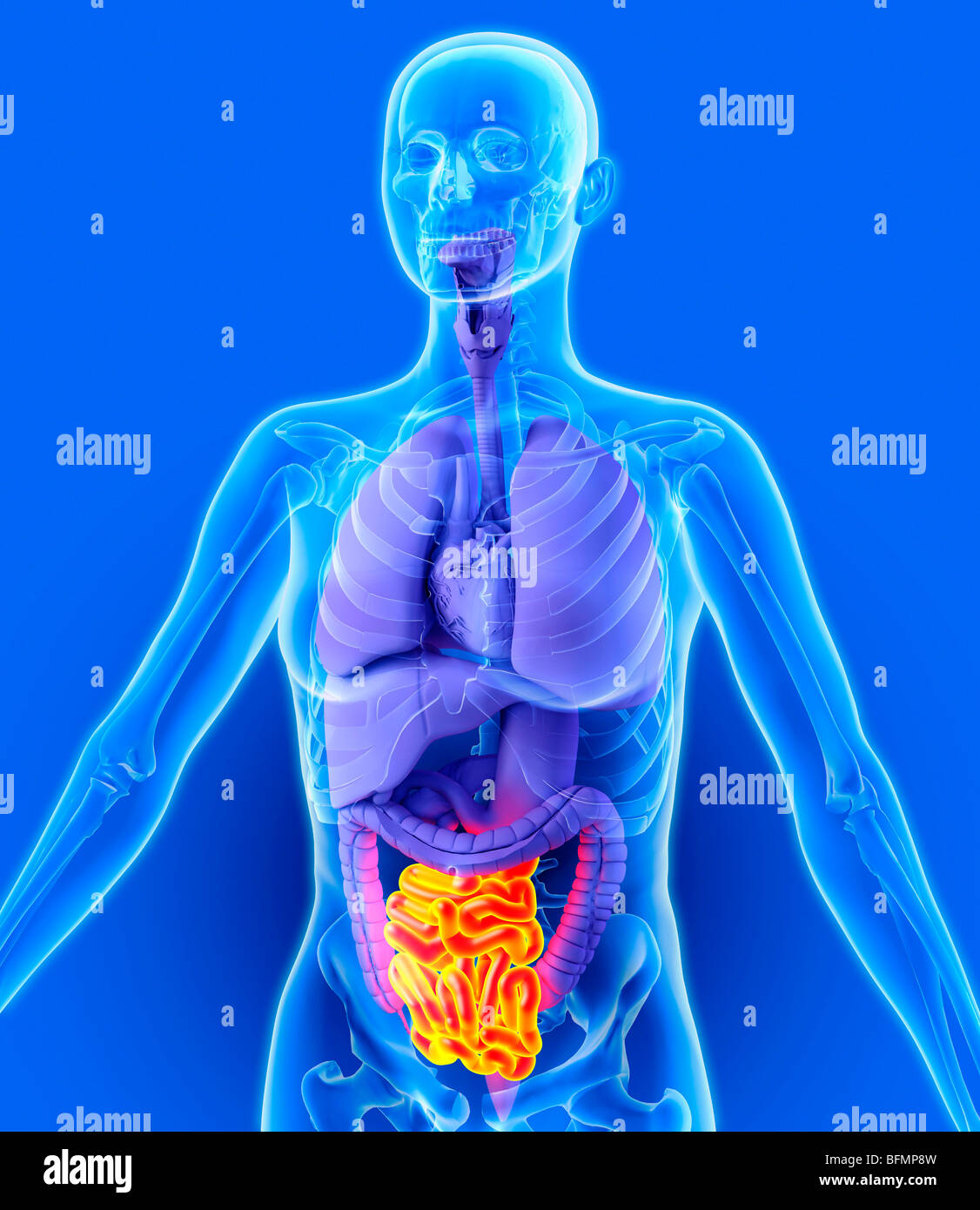 Small intestine, artwork Stock Photo - Alamy
