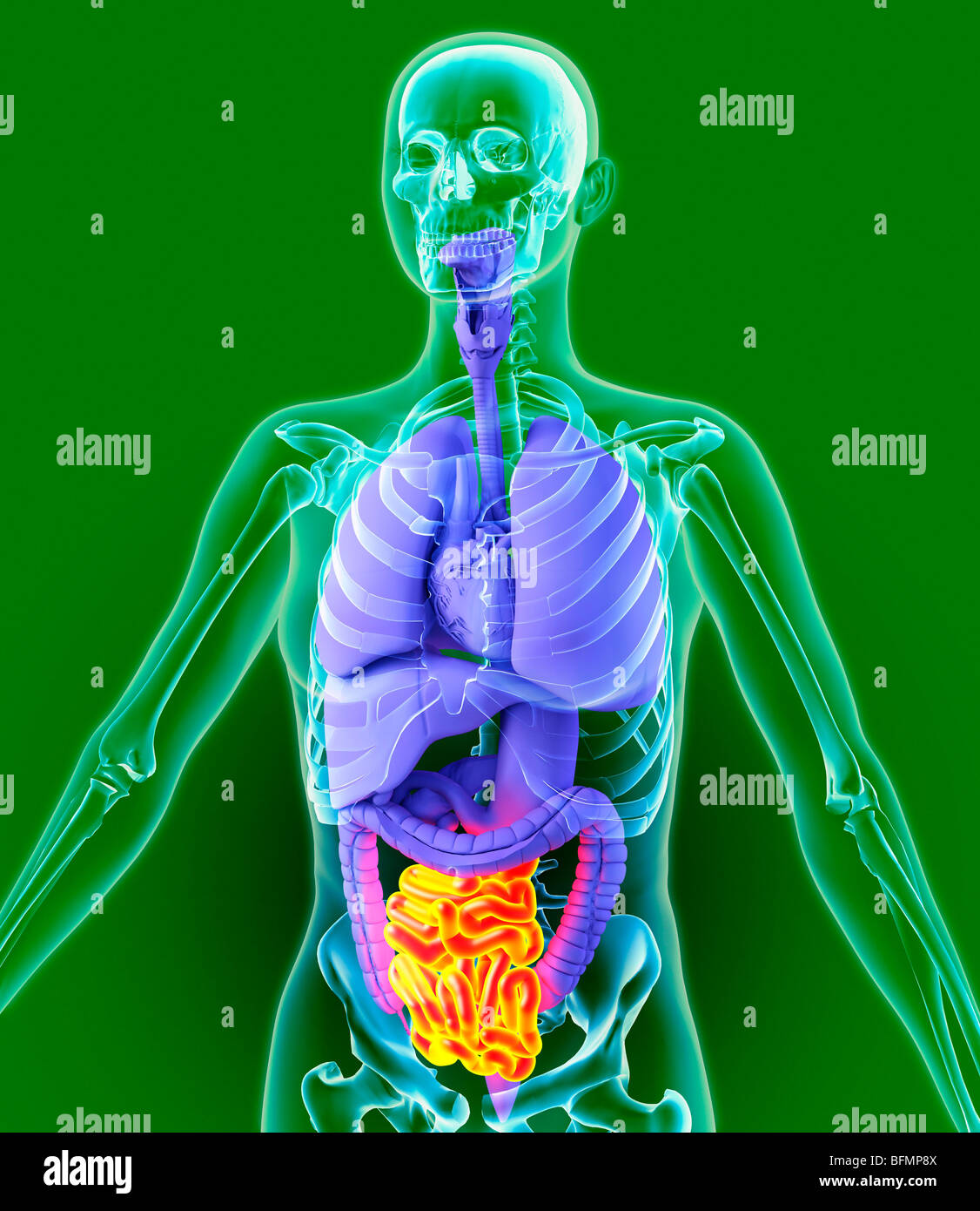 Small intestine, artwork Stock Photo - Alamy