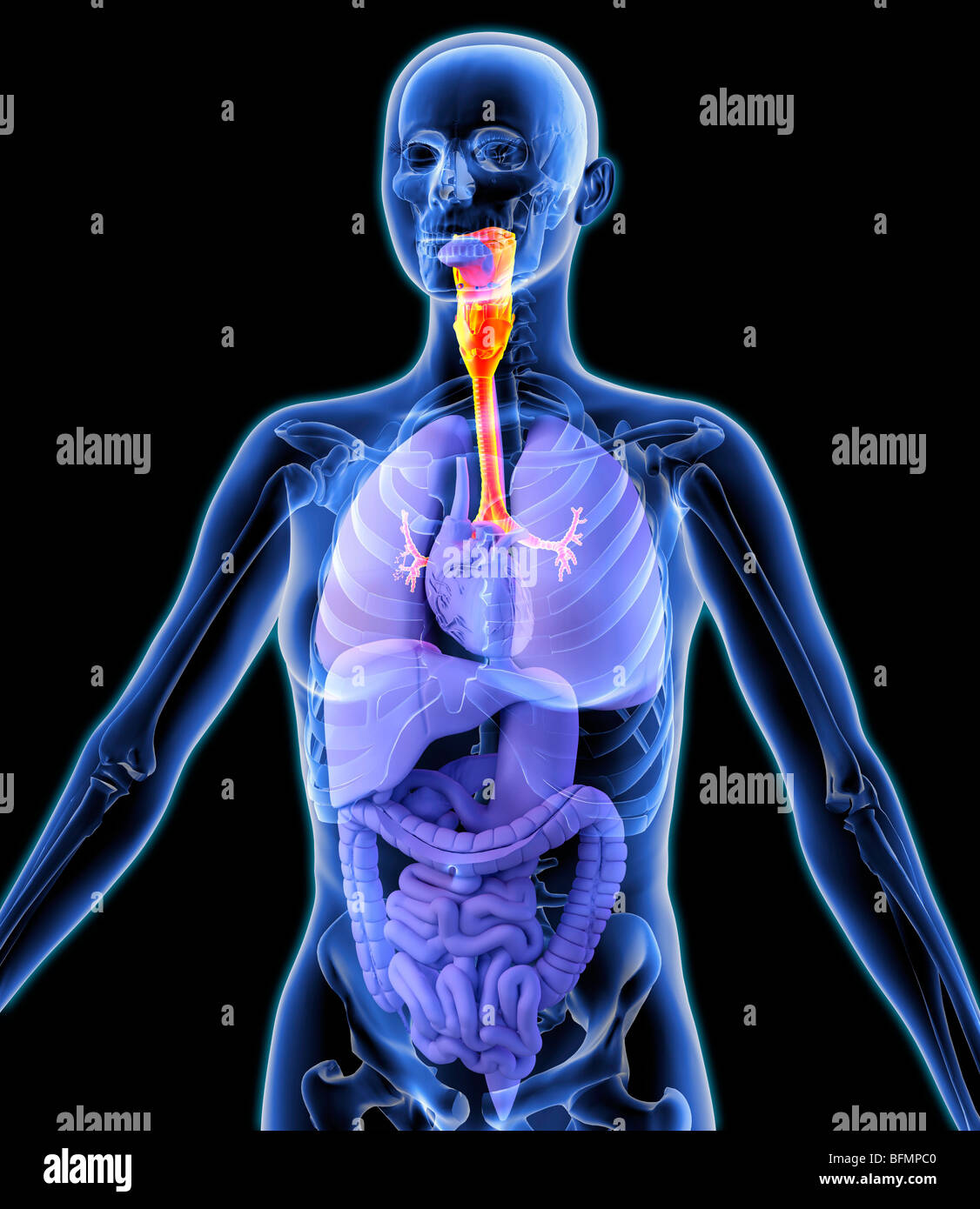 Respiratory system, artwork Stock Photo - Alamy
