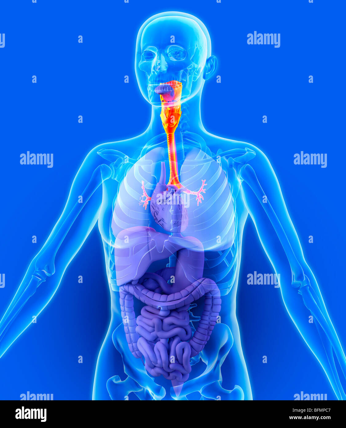 Respiratory system, artwork Stock Photo - Alamy