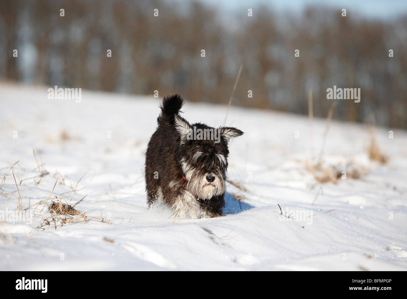 Miniature Schnauzer (Canis lupus f. familiaris), running in the snow ...