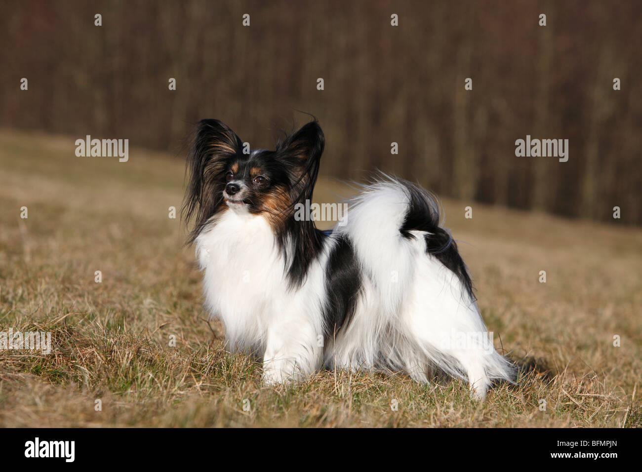 Papillon hi-res stock photography and images - Alamy