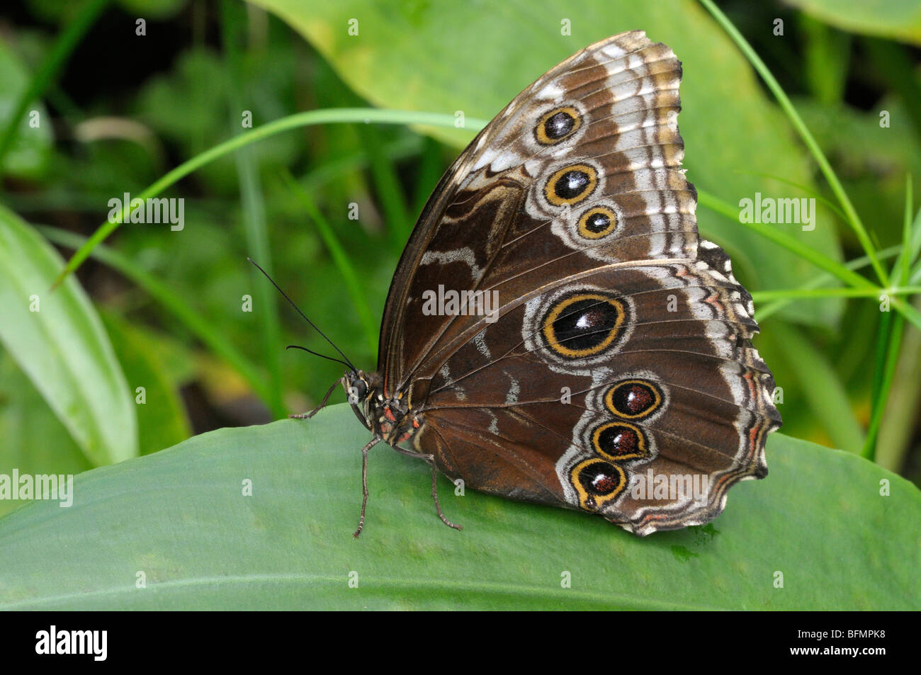 Peleides Blue Morpho (Morpho peleides) on a leaf Stock Photo - Alamy