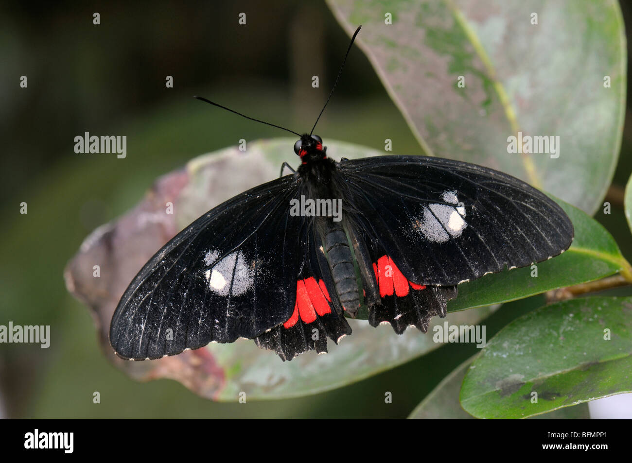 Parides iphidamas on a leaf hi-res stock photography and images - Alamy