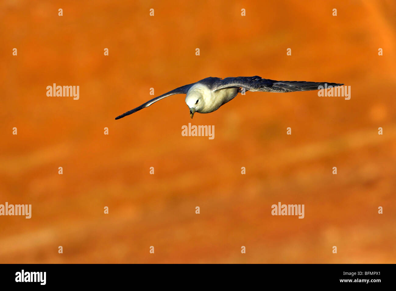 northern fulmar (Fulmarus glacialis), flying, Norway, Svalbard Stock ...
