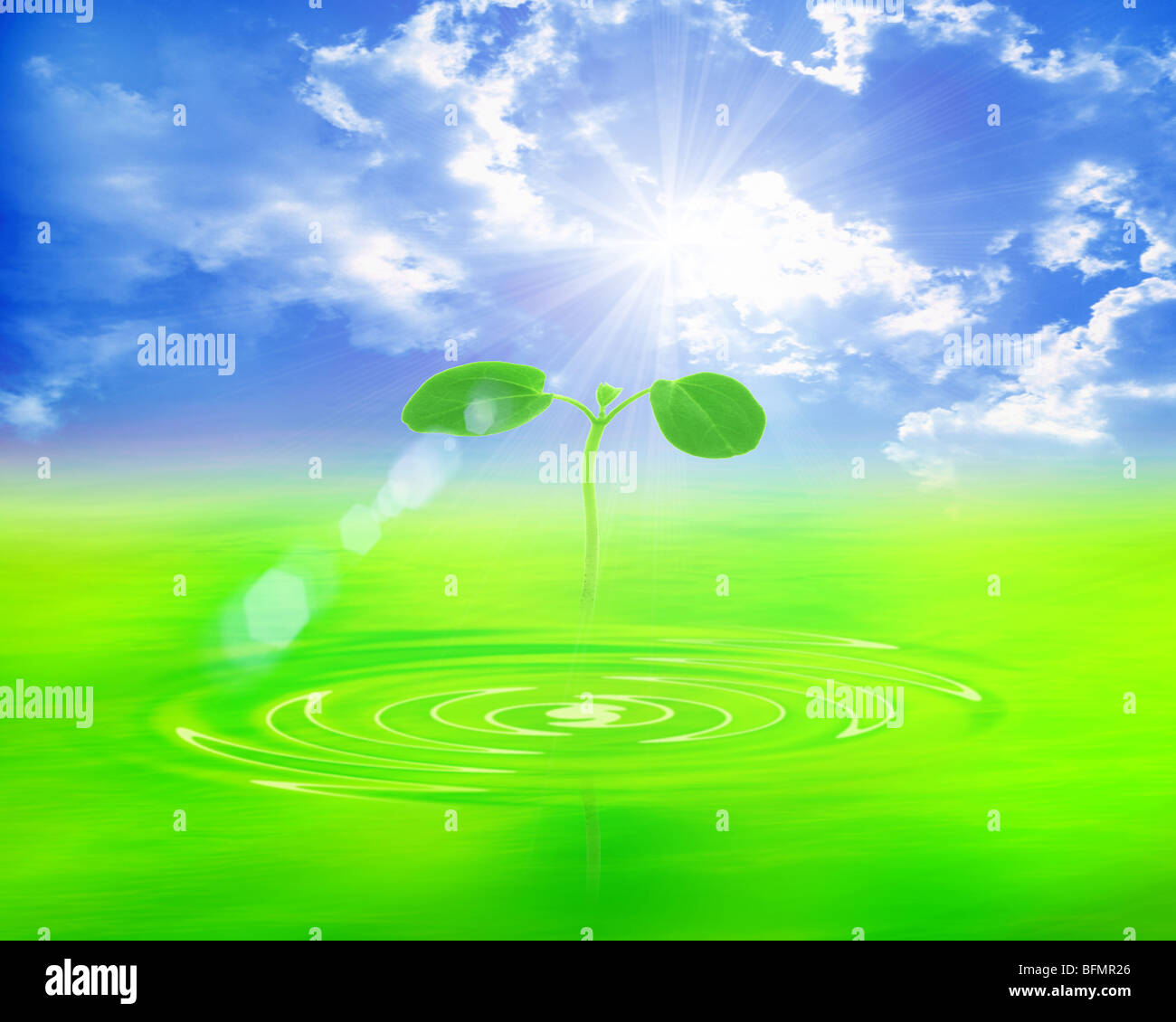 Sapling with sky in background Stock Photo - Alamy