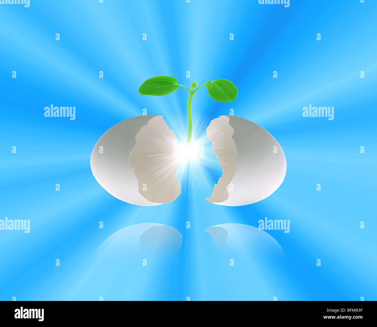Sapling born from an egg Stock Photo - Alamy