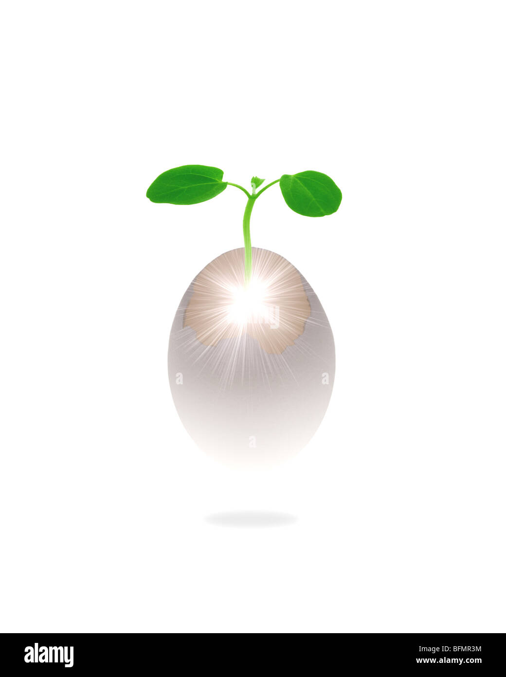 Sapling born from an egg Stock Photo - Alamy