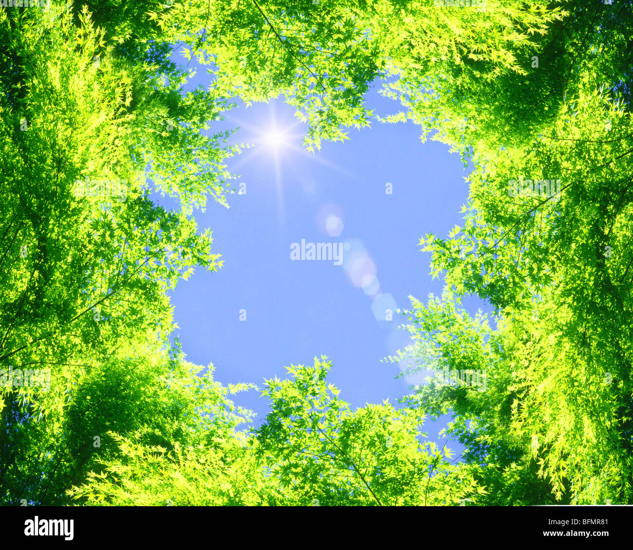 Trees with sunbeam Stock Photo - Alamy