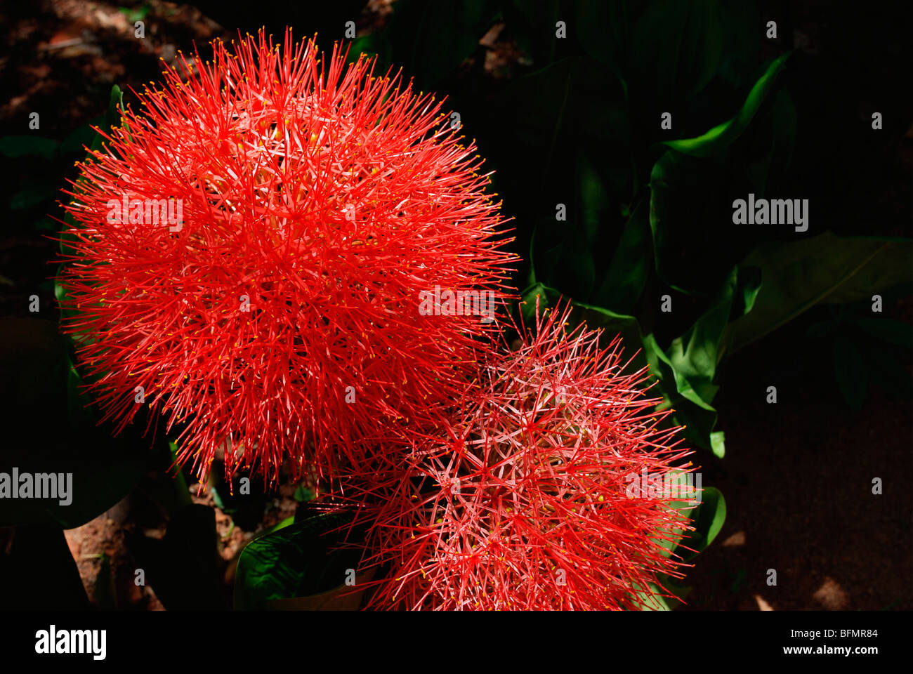Fireball lily hi-res stock photography and images - Alamy