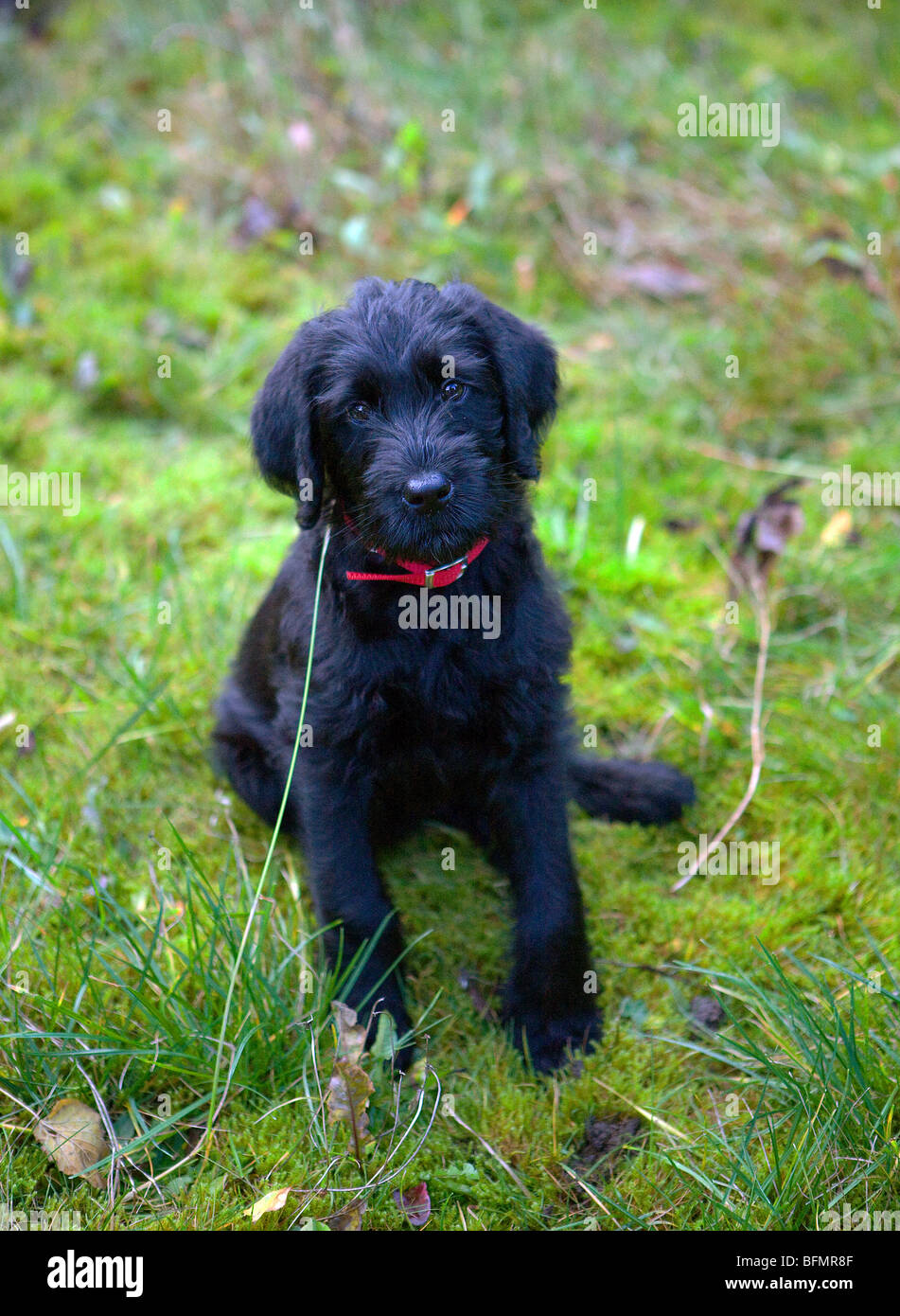 9 week old labradoodle puppy at home in the garden after being taken ...