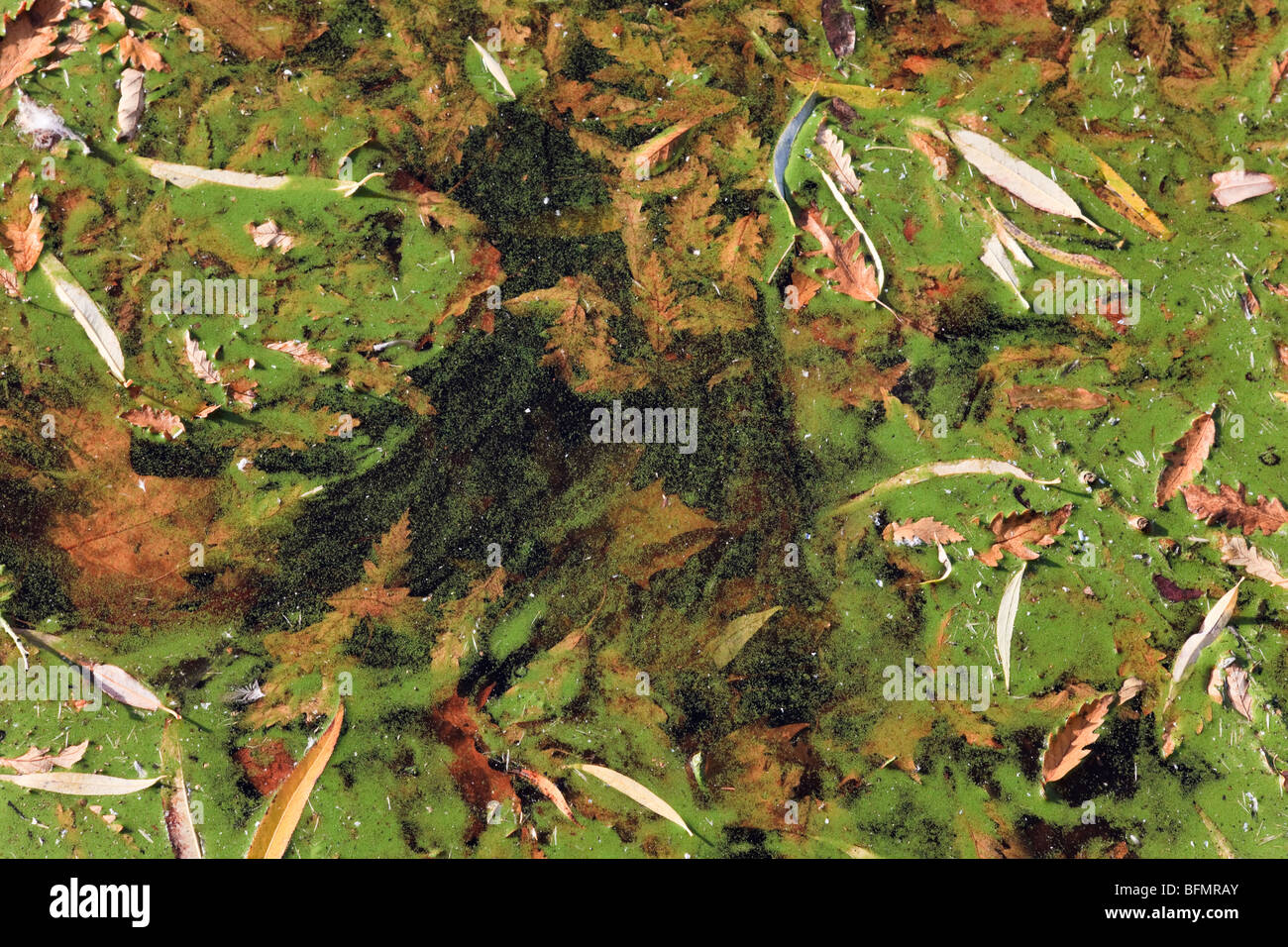 Patterns made by leaves and Algae in Mount Pond, Clapham Common ...