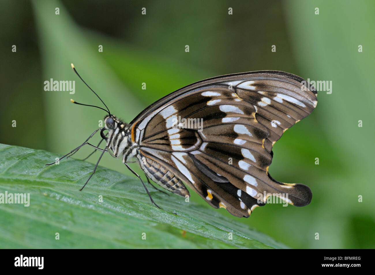 African swallowtail hi-res stock photography and images - Alamy
