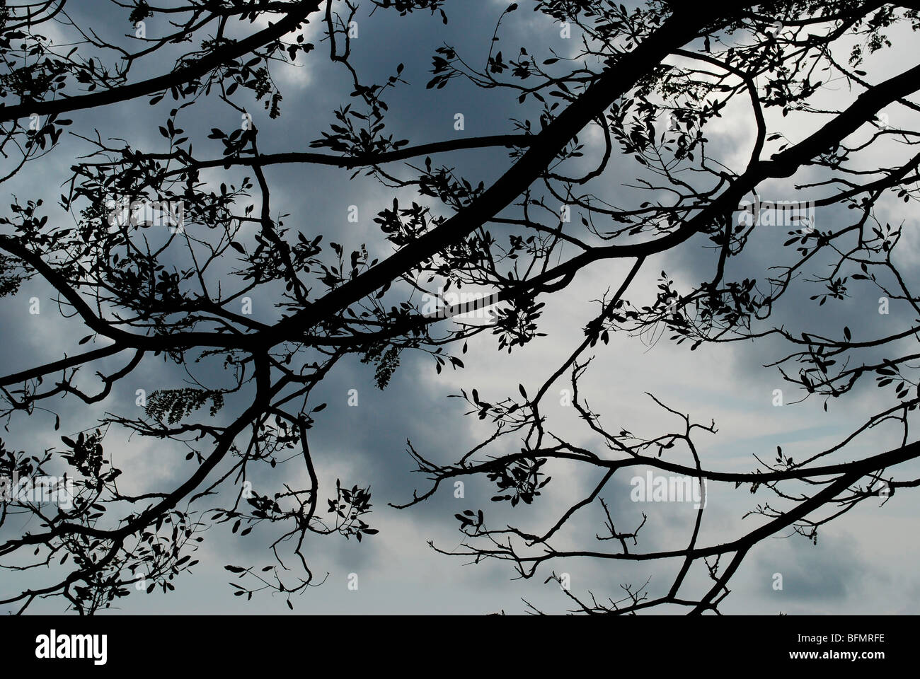tree branch ; india Stock Photo - Alamy
