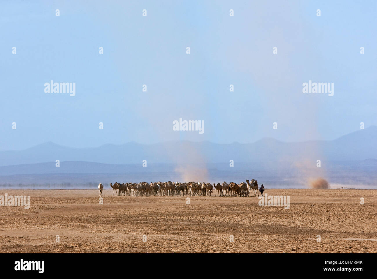 A herd of Gabbra camels is driven across the waterless Chalbi Desert of ...
