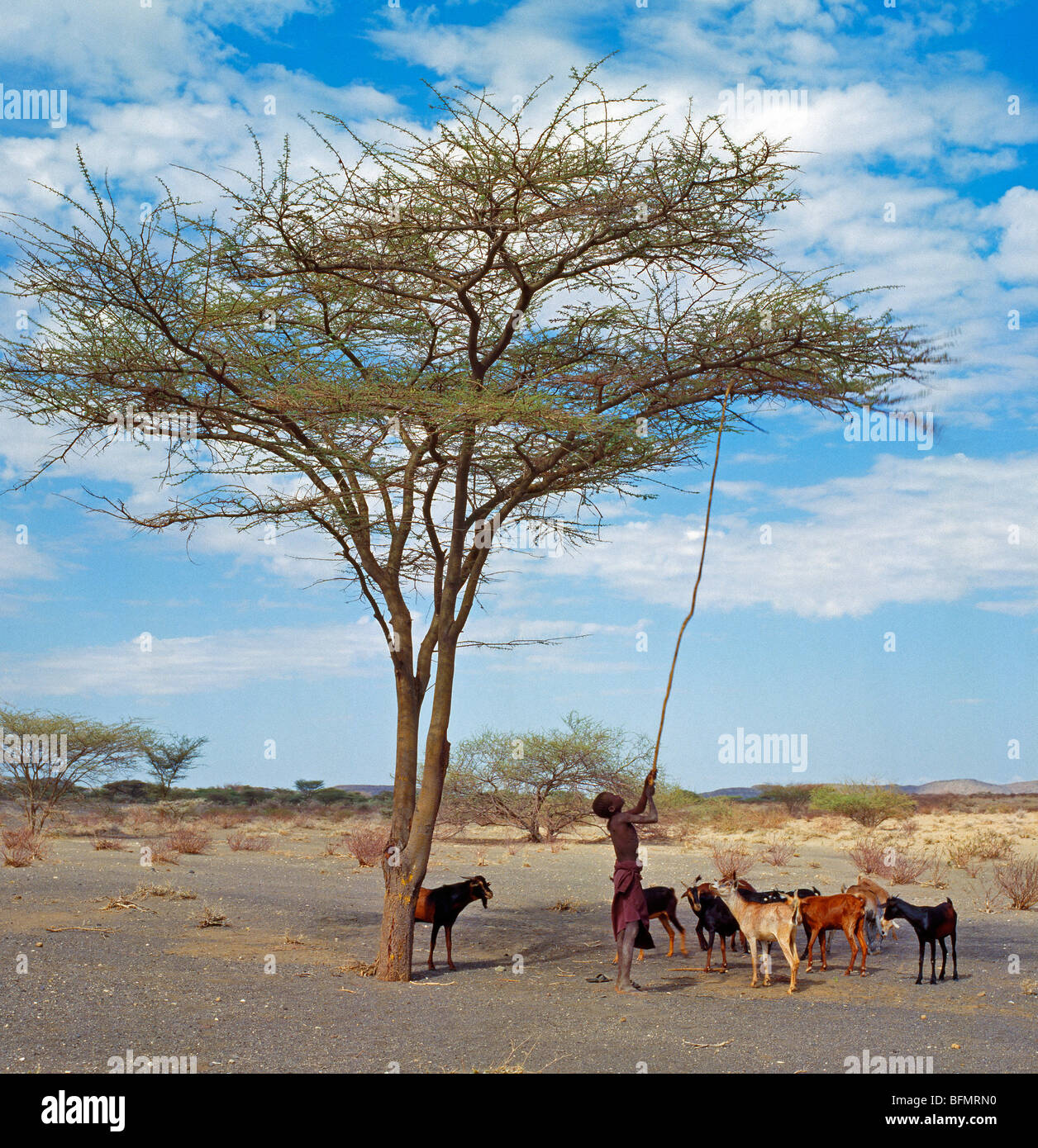A Turkana boy knocks seed pods from an acacia tree to feed his goats in ...