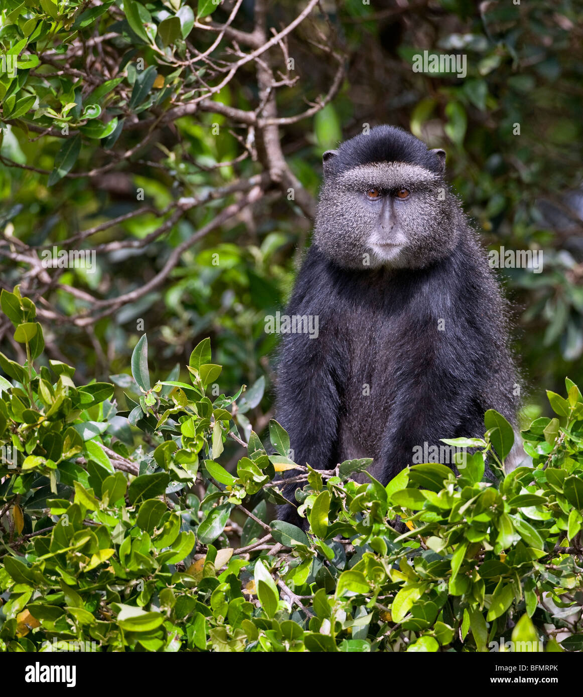 A Blue Monkey in the forests of Mount Elgon, Kenya s second highest ...