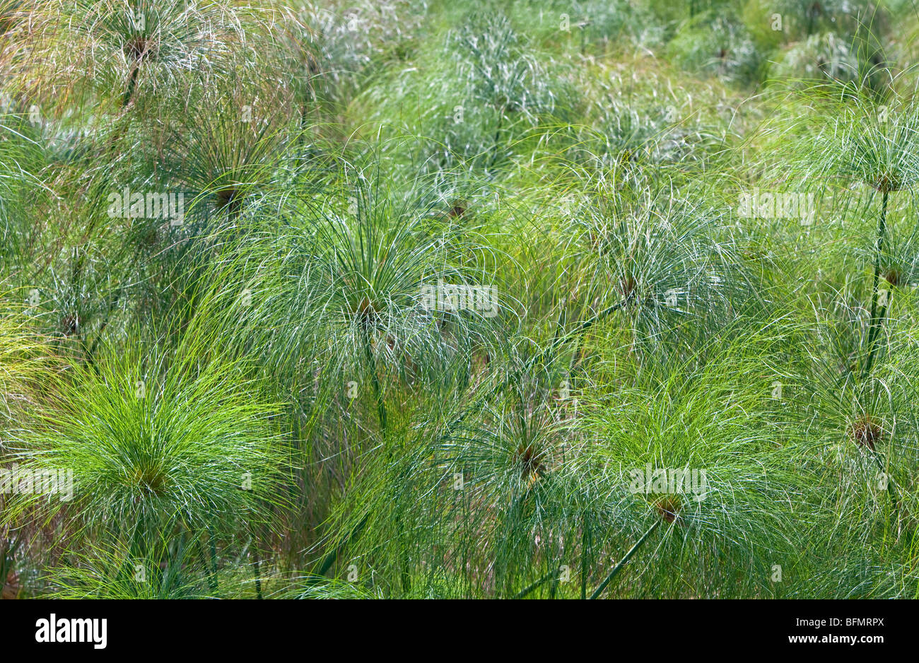 Papyrus swamp hi-res stock photography and images - Alamy