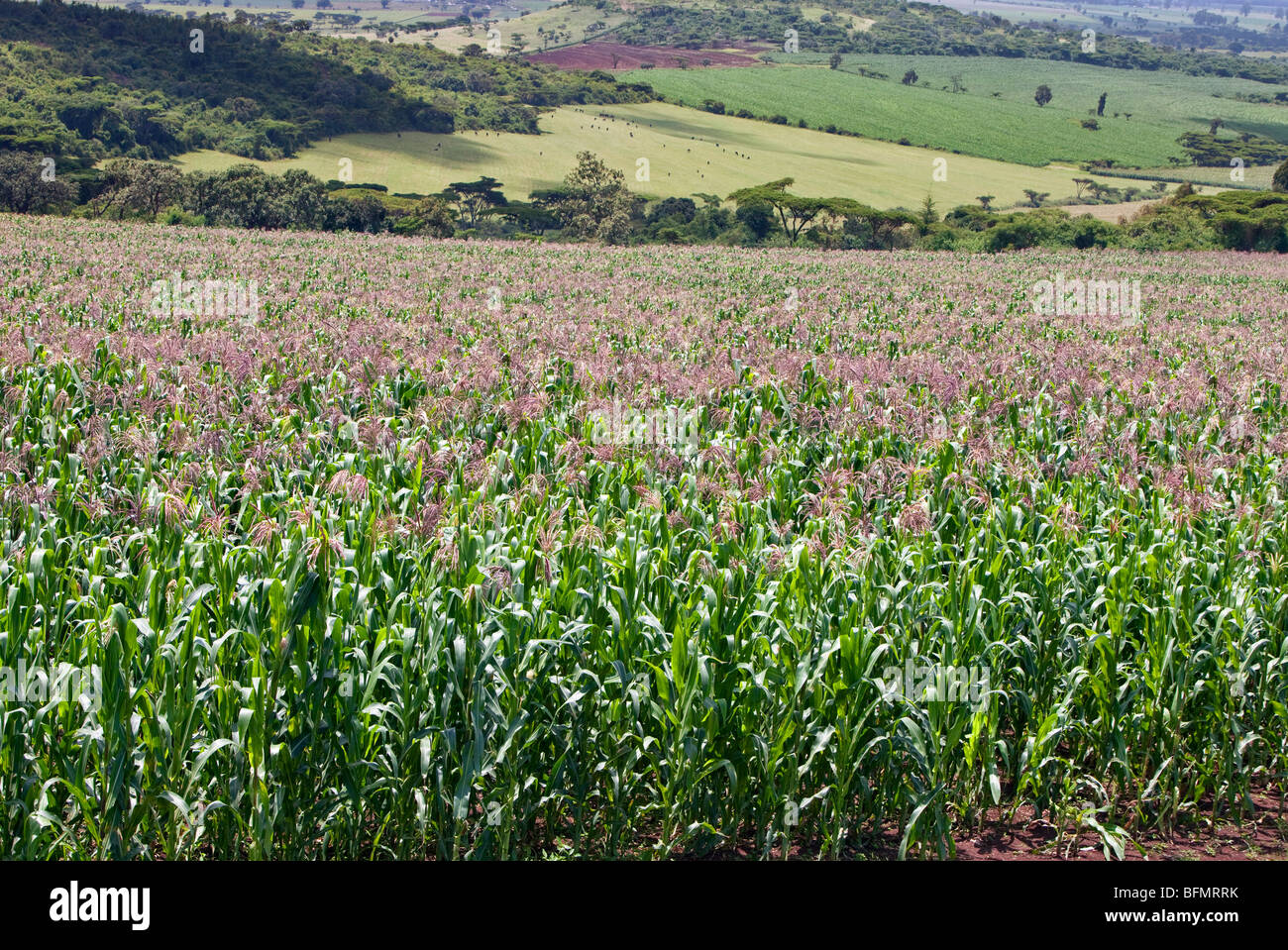 Maize growing hi-res stock photography and images - Alamy