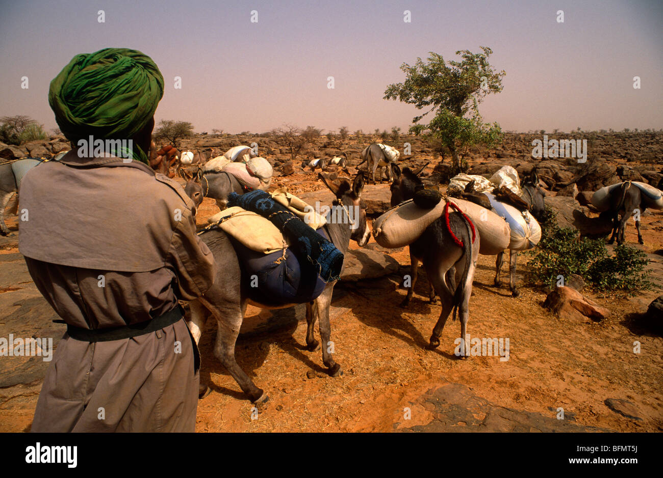 Mali, near Douentza. A small caravan of donkeys transporting millet ...