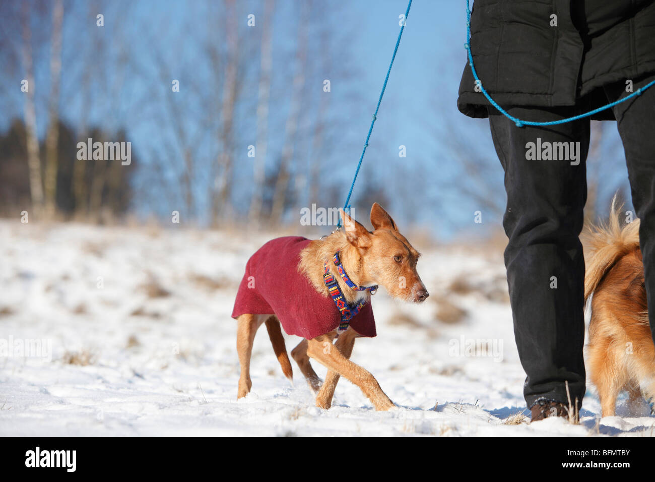 Podenco mixed breed hi-res stock photography and images - Alamy