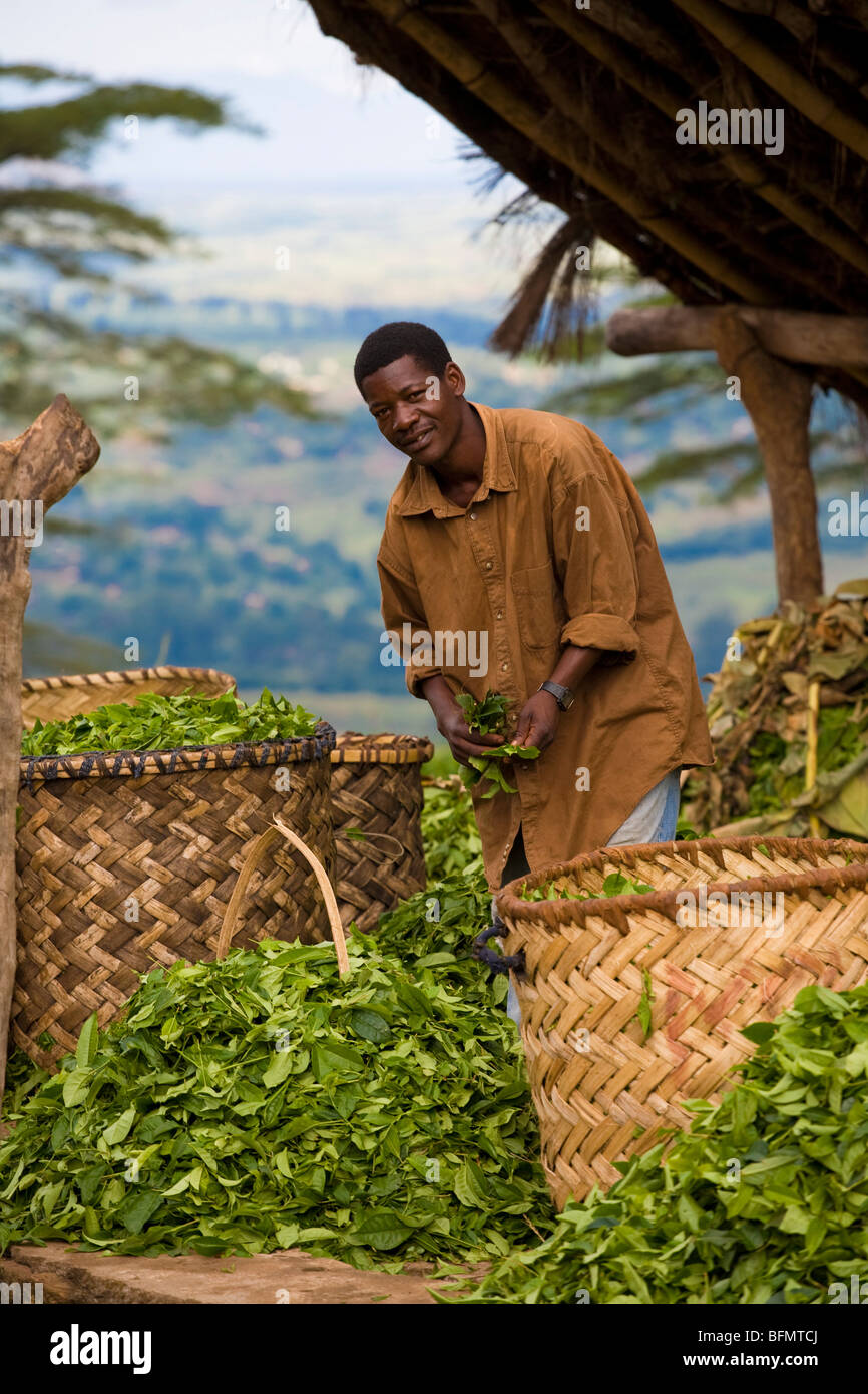Mozambique, Gurué. A Mozambican sorts tea into baskets on a tea ...
