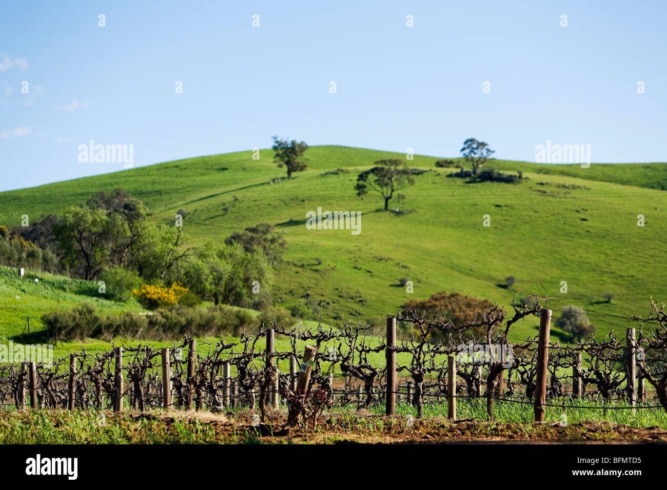 Barossa valley hi-res stock photography and images - Alamy