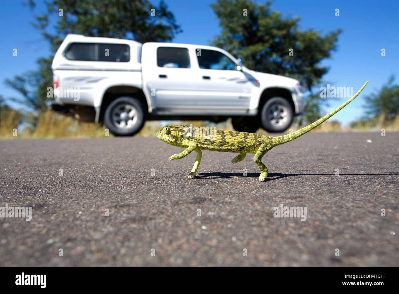 Namibia, Bushmanland. A chameleon crosses a road in northeastern ...