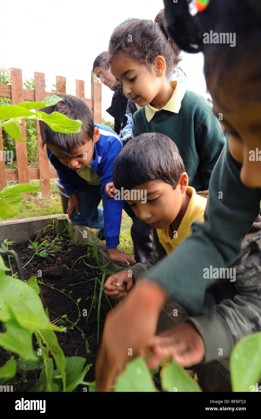 Children visit allotments from local schools, Bradford Stock Photo - Alamy