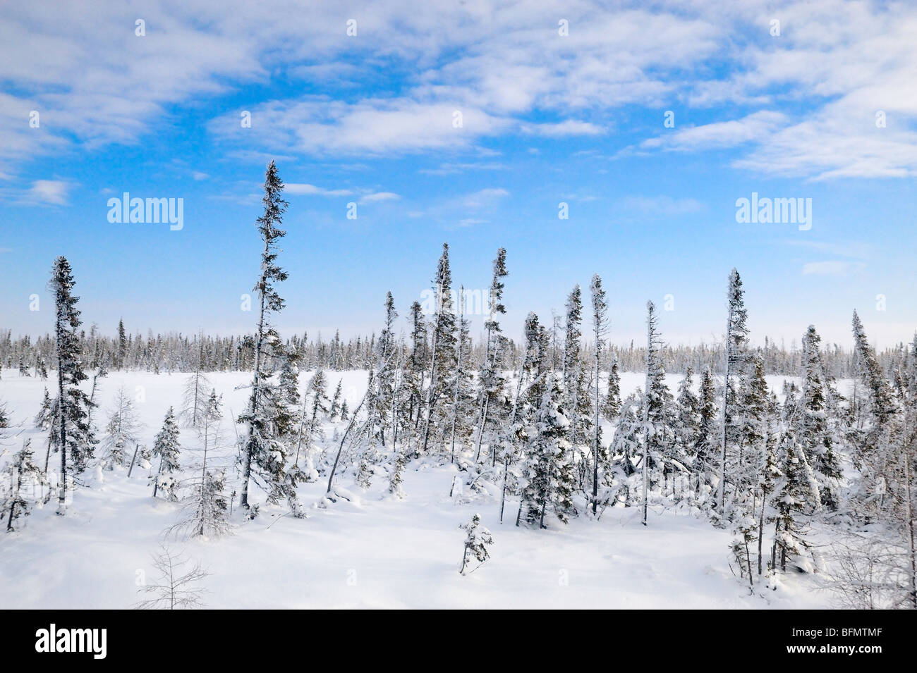 Stunted taiga trees with fresh snow and frost, Churchill, Manitoba ...