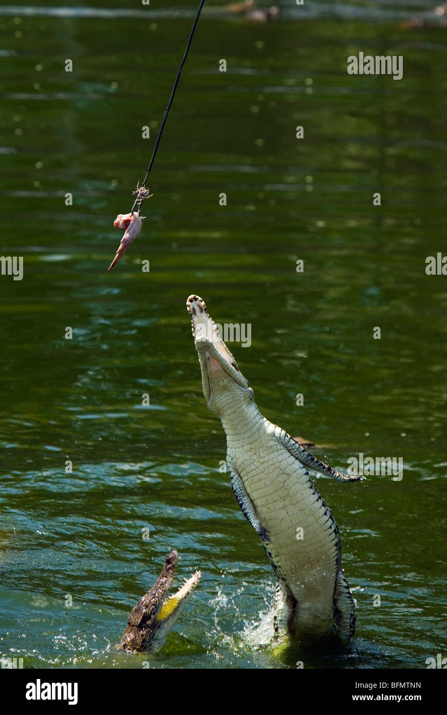 Crocodiles and australia hi-res stock photography and images - Alamy