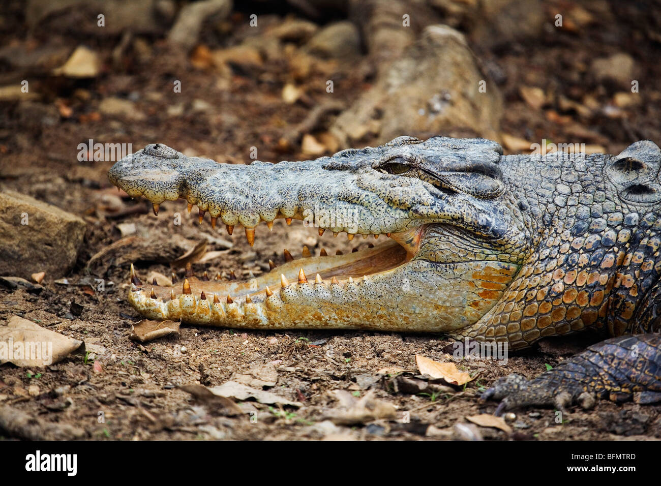 Australia, Northern Territory, Mary River National Park. Saltwater ...