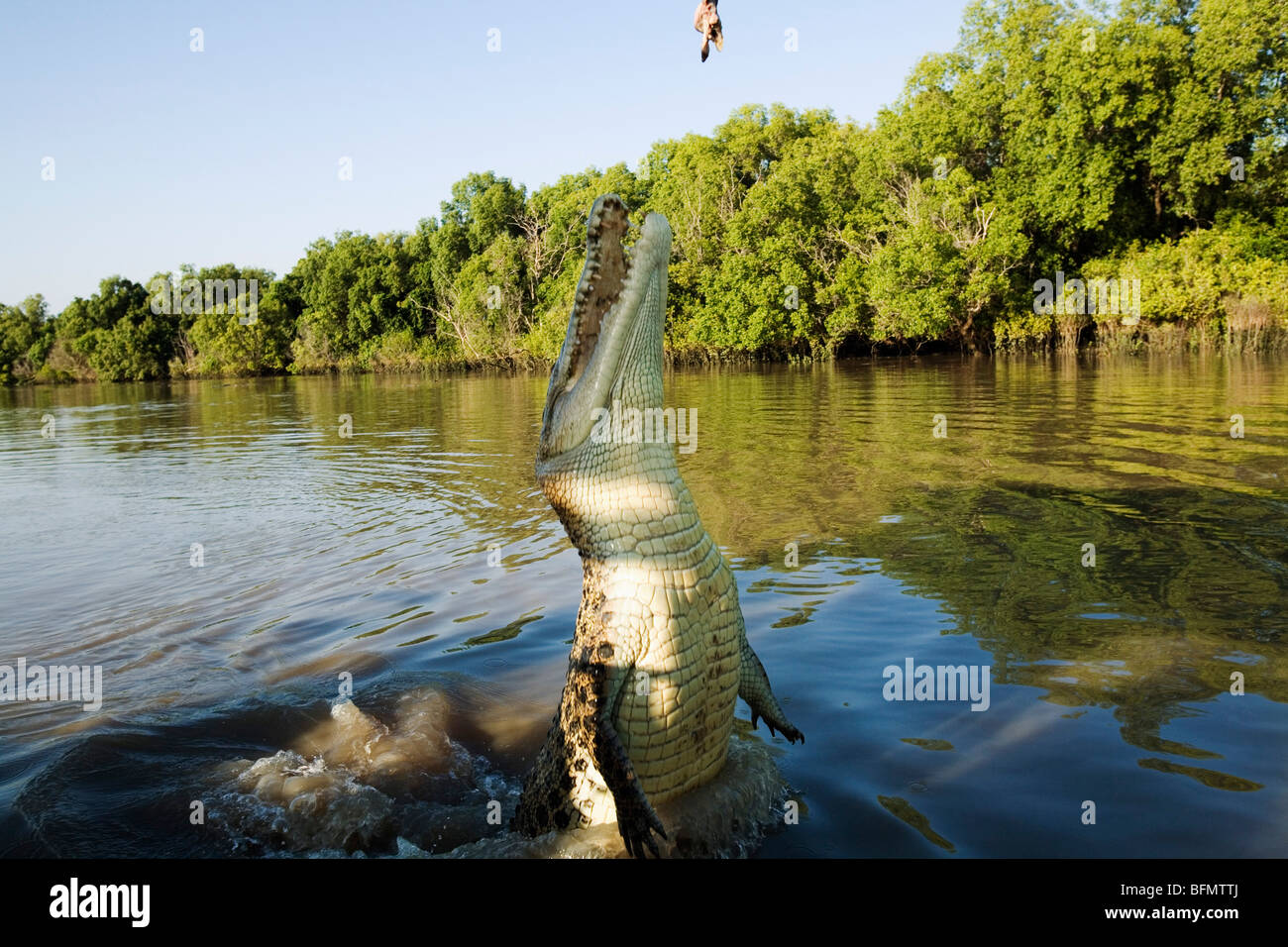 Australia, Northern Territory, Darwin.A saltwater crocodile (Crocodylus ...