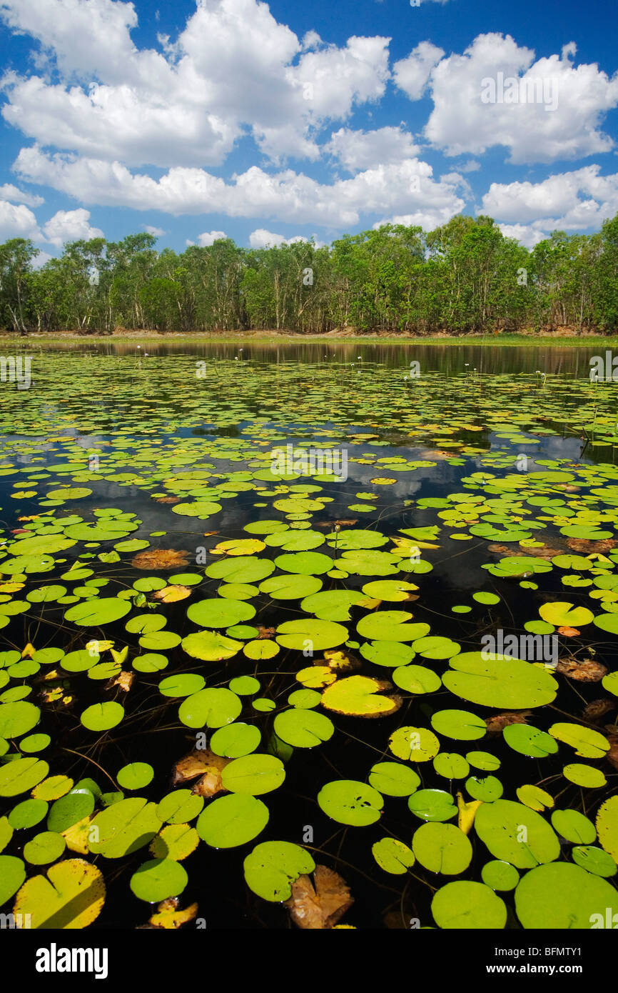 Australia, Northern Territory, Kakadu National Park. Lily pads in ...