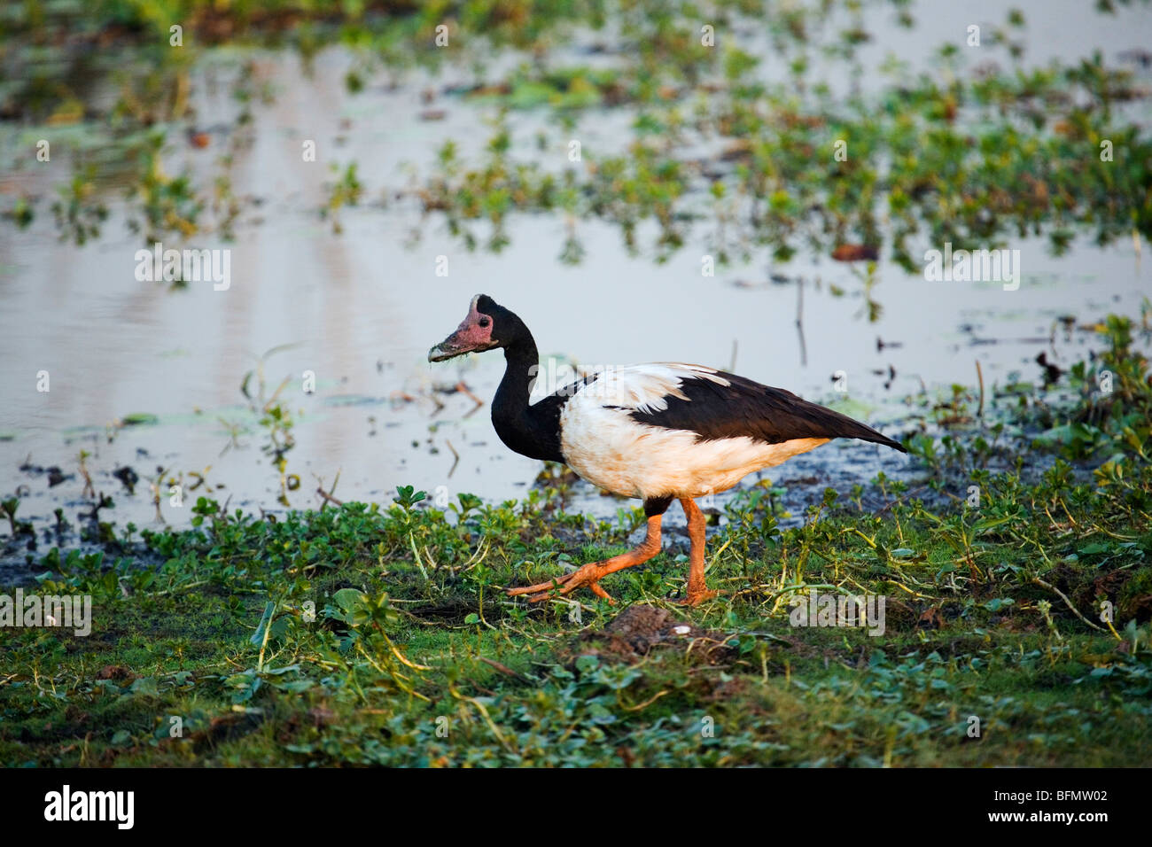 Magpie goose of australia hi-res stock photography and images - Alamy