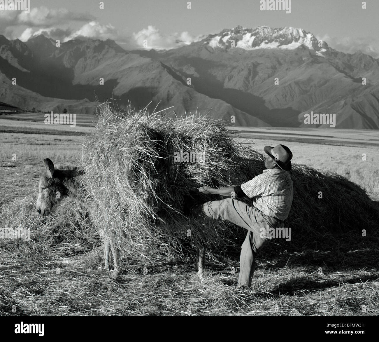 Peru, Urubamba Valley. A farmer loads hay onto his donkey Stock Photo ...