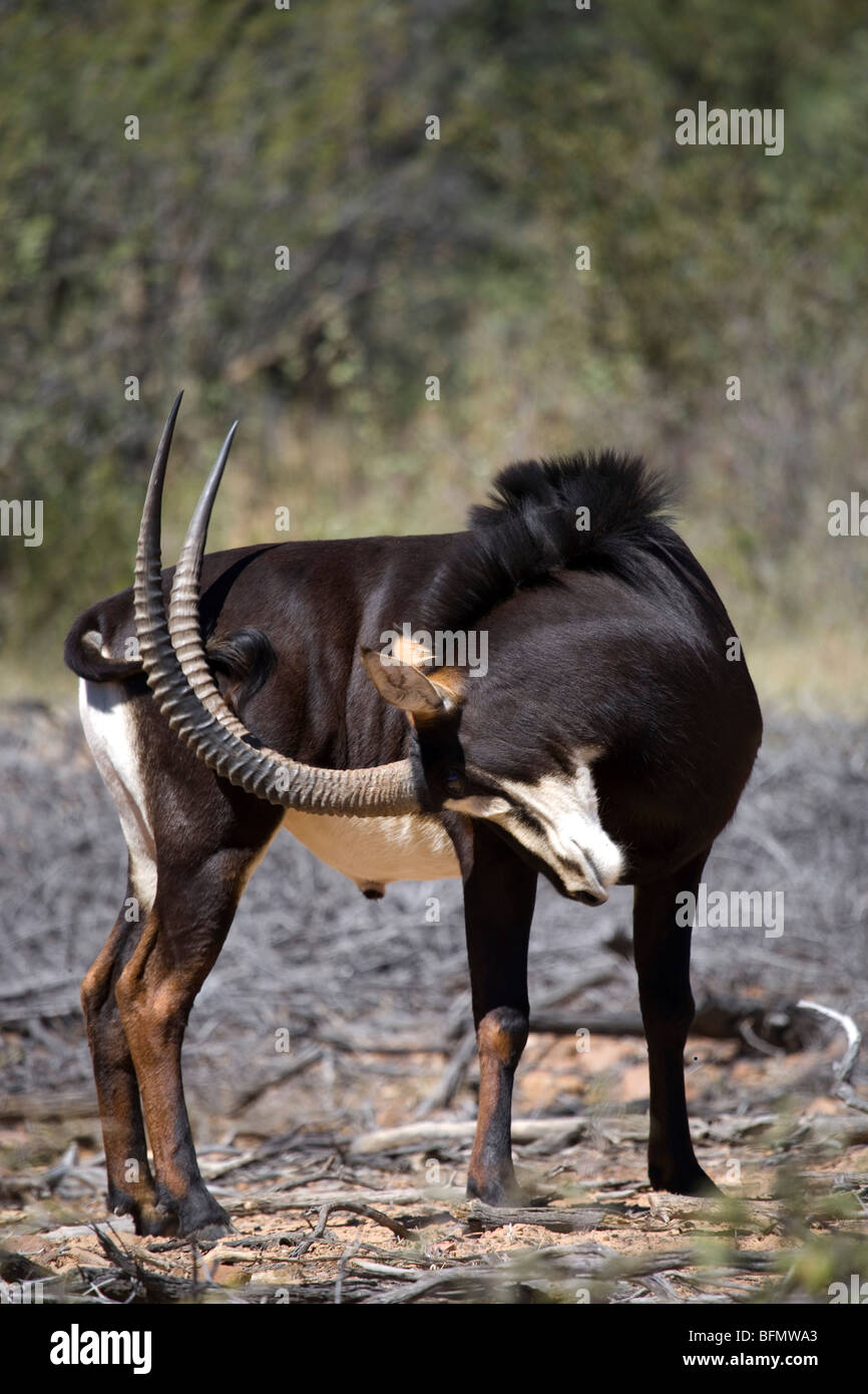 South Africa, Limpopo Province, Waterberg Plateau. A dominant male ...