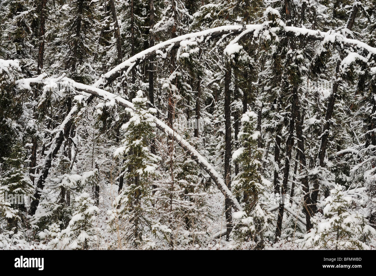 Fresh snow on conifer trees in early winter, Pisew Falls Provincial ...