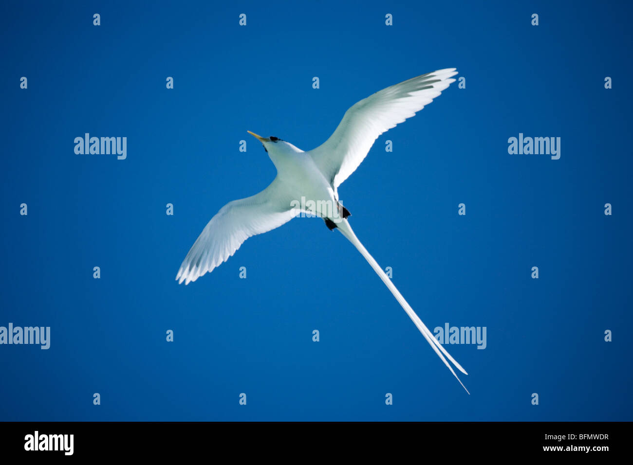 Seychelles. White-tailed tropic bird (Phaethon lepturus) soaring ...