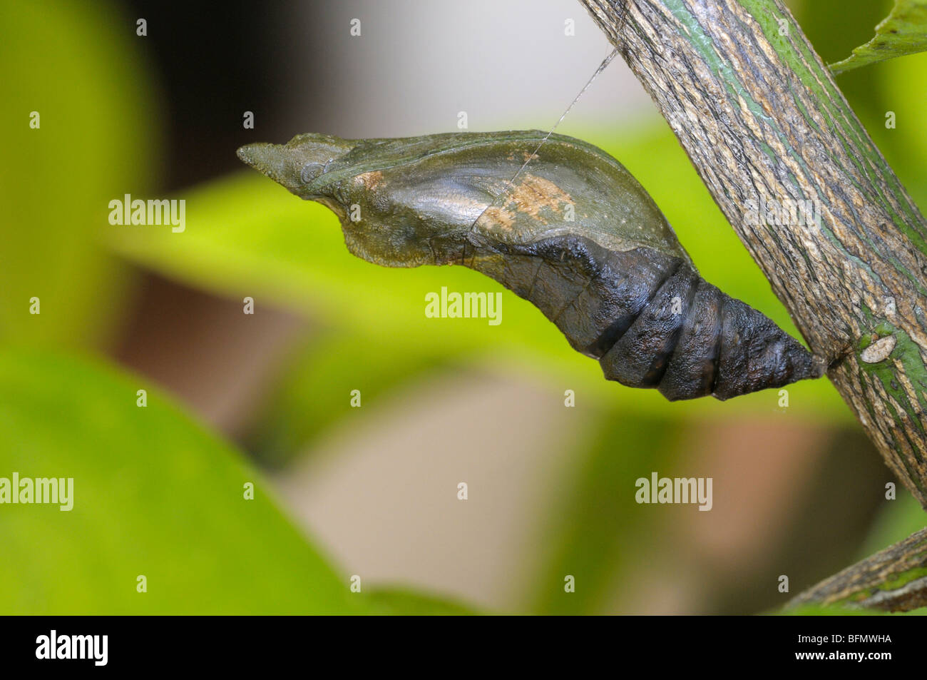 Common Mormon (Papilio polytes). Pupa on a Citrus leaf Stock Photo - Alamy