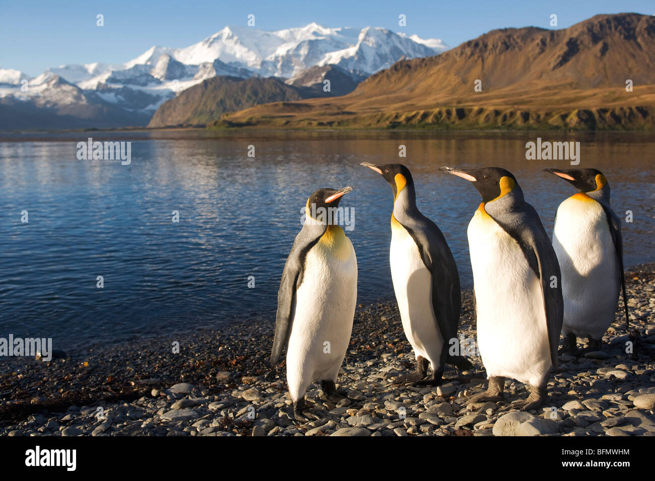 South Georgia and the South Sandwich Islands, South Georgia, Cumberland ...