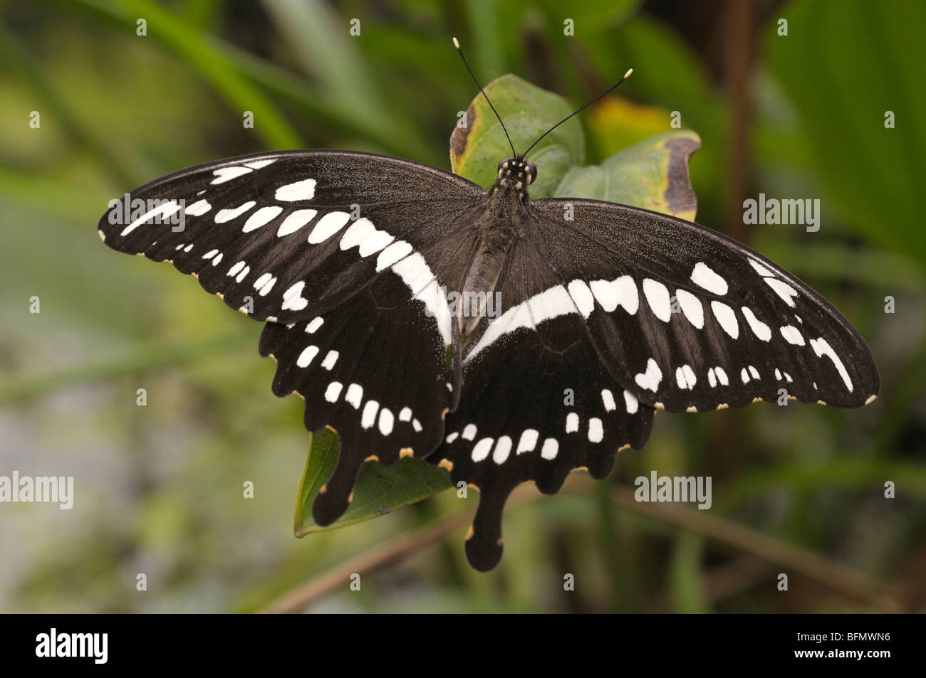 African swallowtail hi-res stock photography and images - Alamy