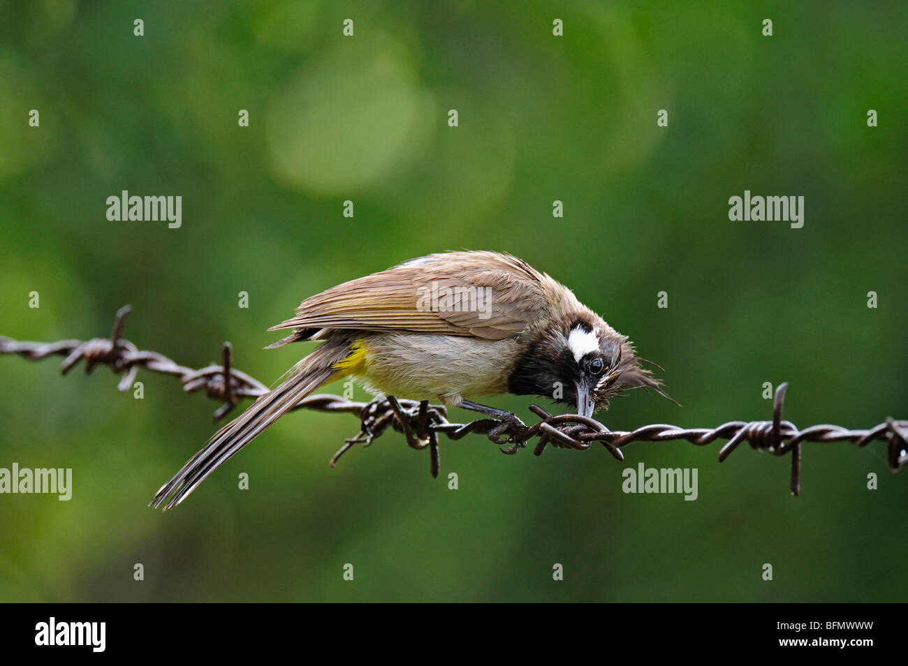 White Cheeked Bulbul on a wire Stock Photo - Alamy