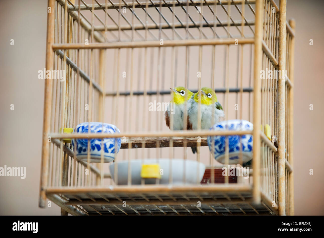 Birds in a cage hi-res stock photography and images - Alamy