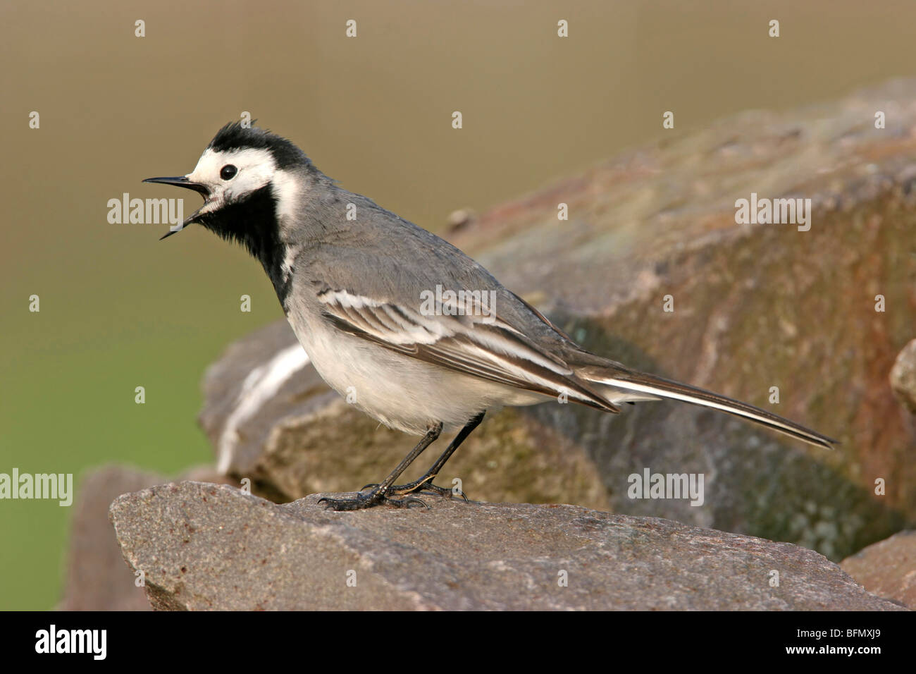 pied wagtail (Motacilla alba), singing, Germany Stock Photo - Alamy